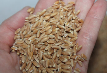 Canning & Kitchen Archives - Countryside